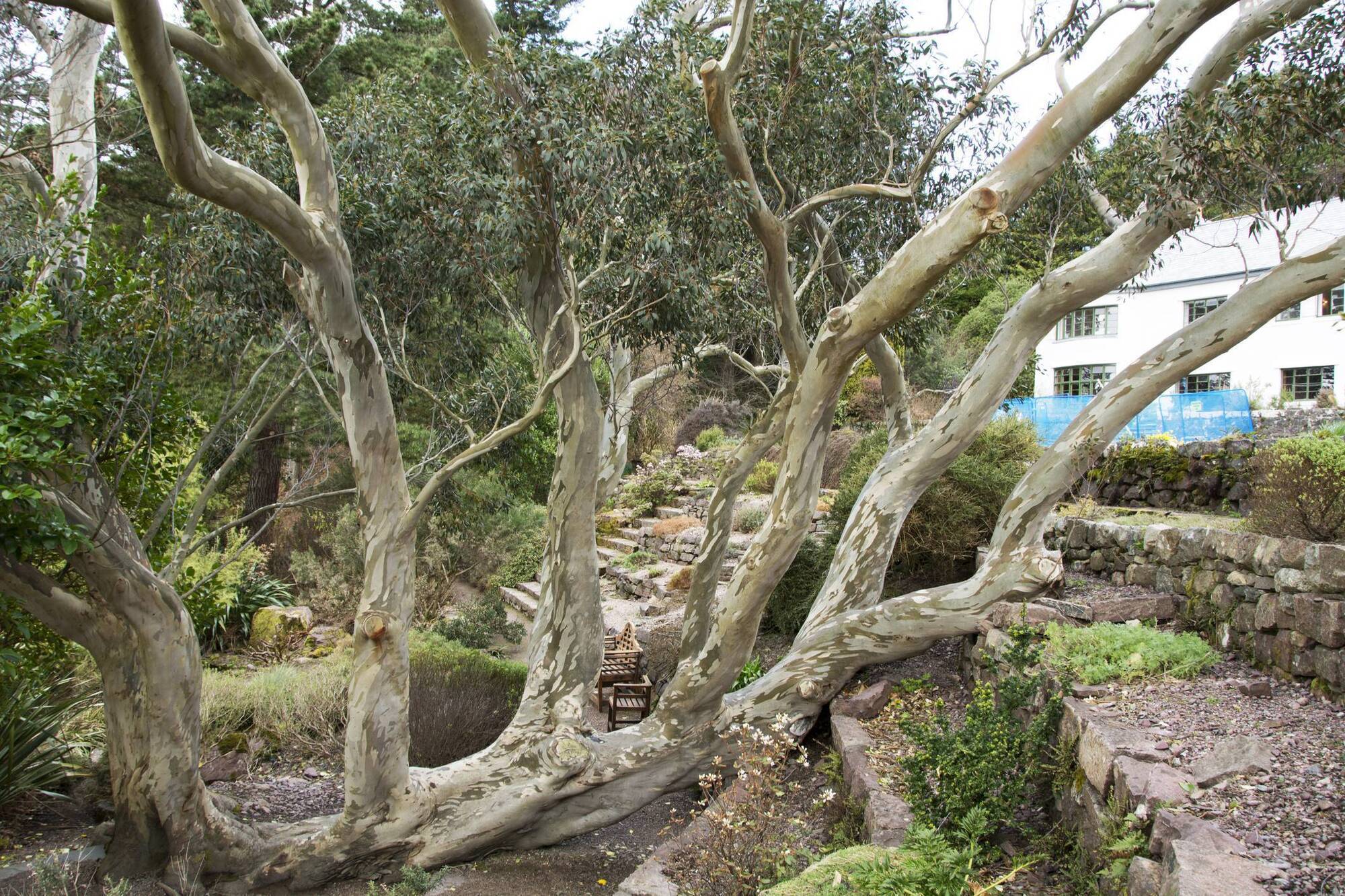Garden Q&A: How can I save eucalyptus dislodged by storm?