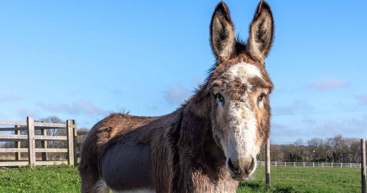 Vet cures grieving donkey's serious condition with 24 litres of cola