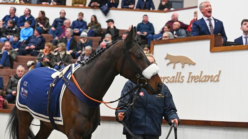 Warren Greatrex thrilled to have Triumph-bound Mighty Bandit in his care
