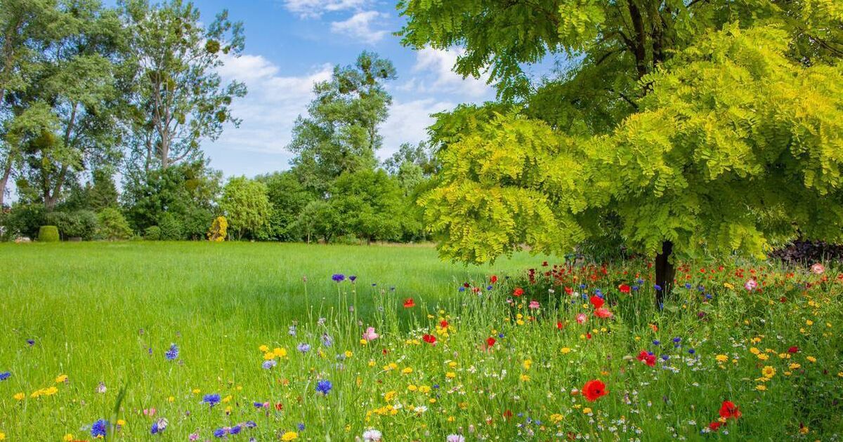 Peter Dowdall: I love a neat lawn, but not at the expense of wildlife