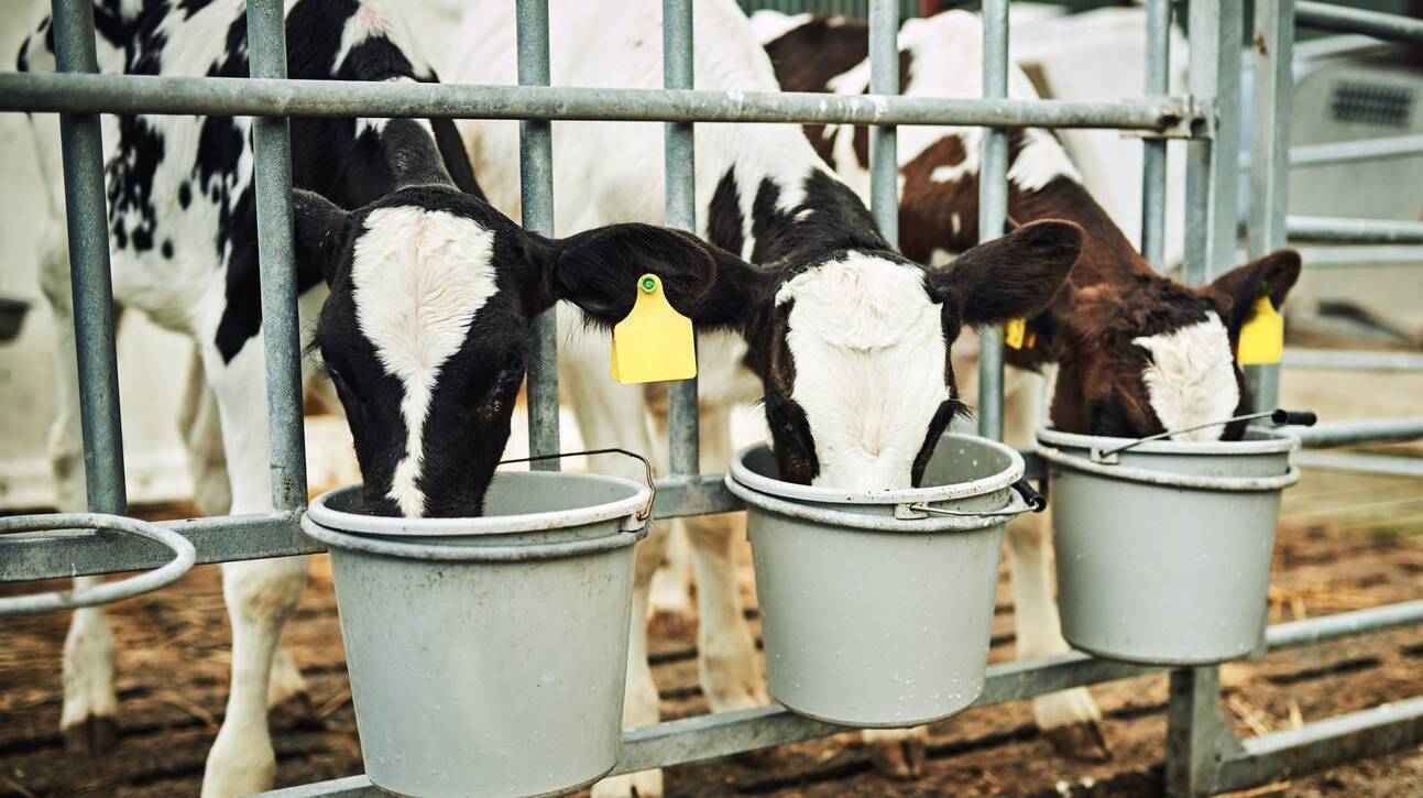 Calf-rearing is managing the future of your herd