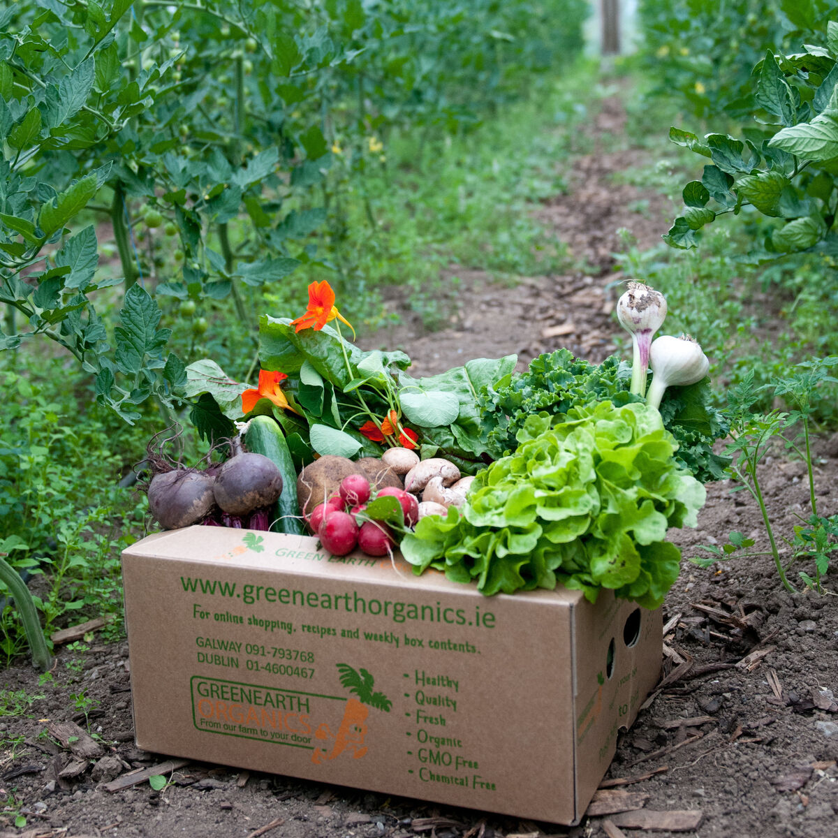 Green Earth Organics: Going back to our vegetable roots