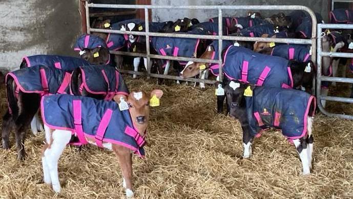Early intervention for scouring calves could mean the difference ...