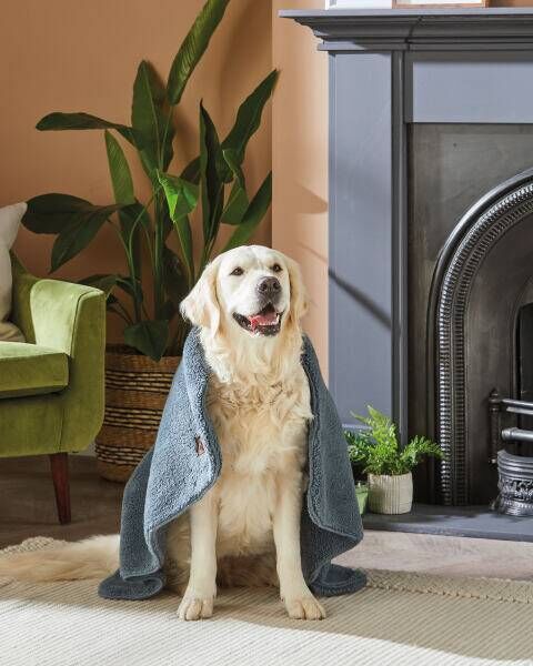 Bargain Hunter: Save 25% on iPads, Aldi's dog special buys and JYSK ...