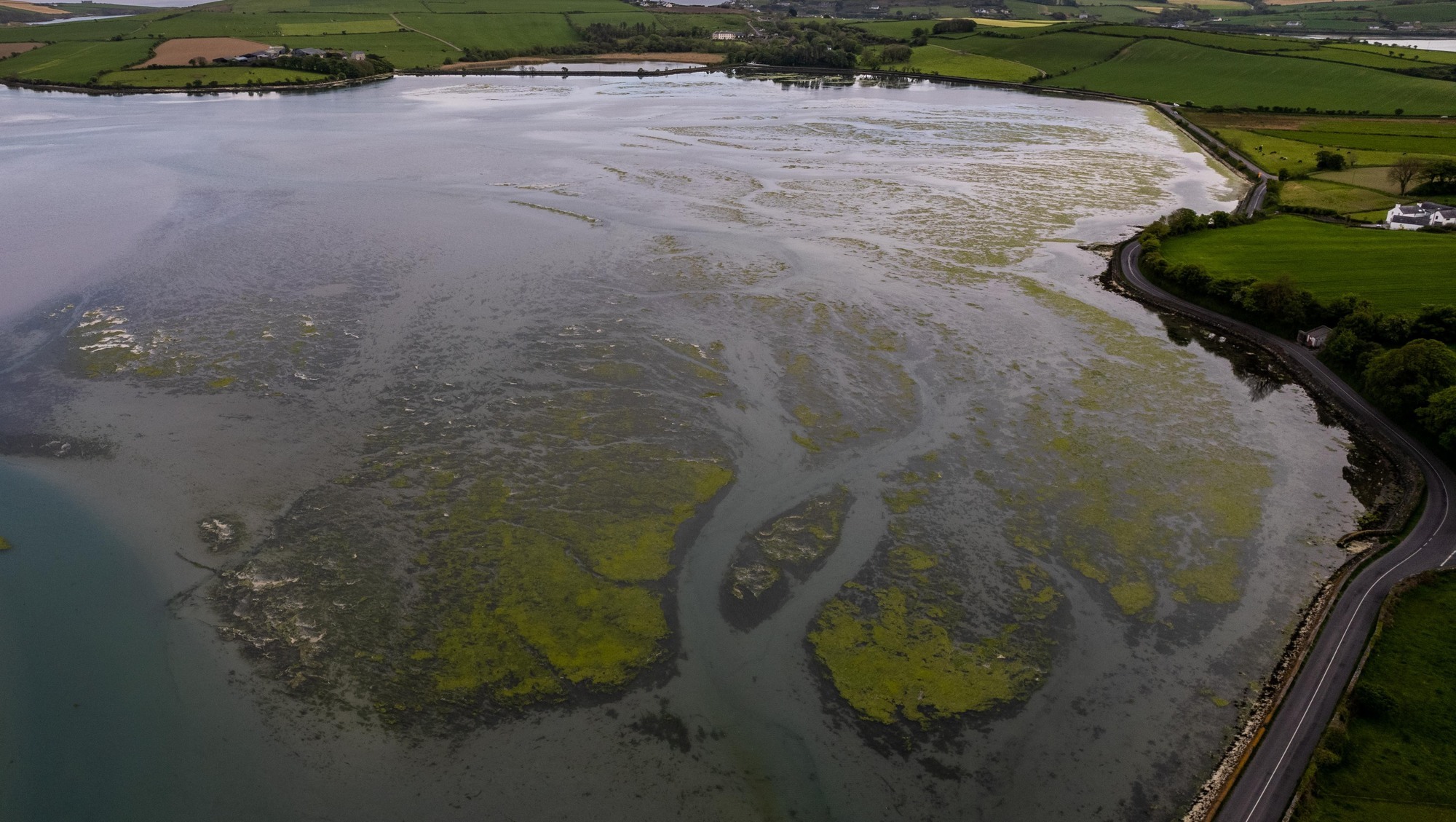 Monitoring recommended as algae blooms expected to increase