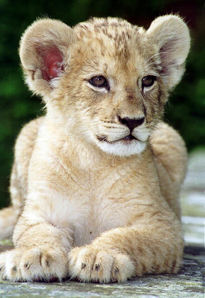 Slaughter of animals for public entertainment — impact still felt to ...