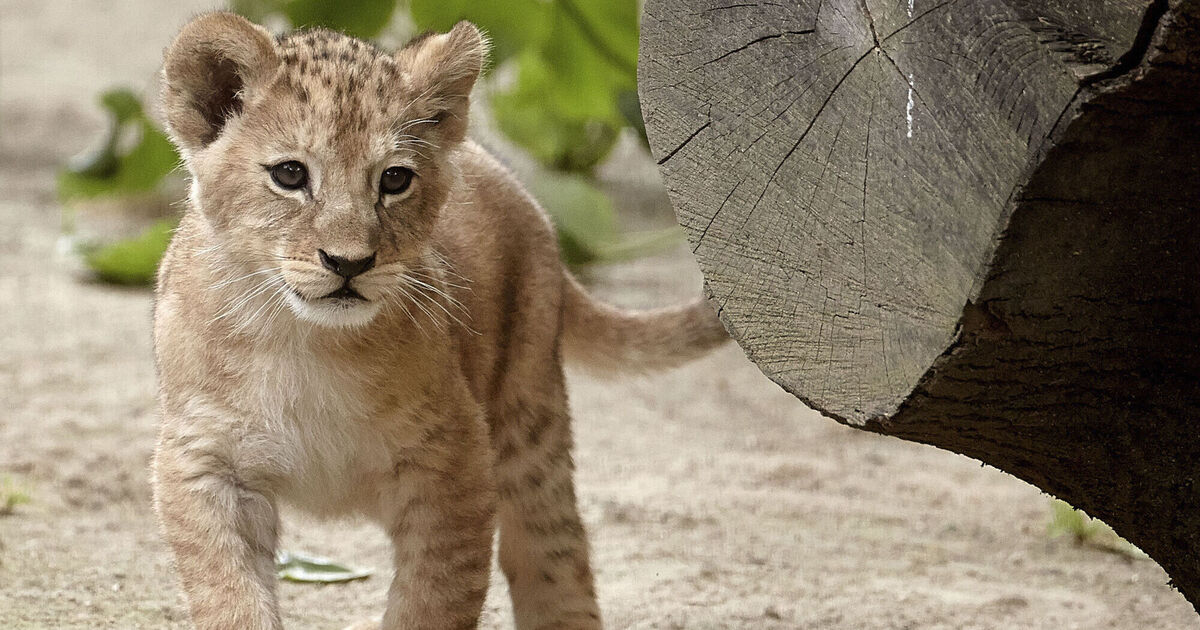 Slaughter of animals for public entertainment — impact still felt to ...