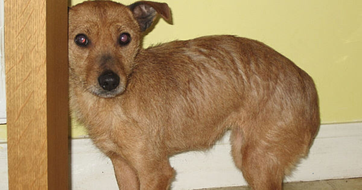 Donegal woman becomes first to be prosecuted under Animal Health and ...
