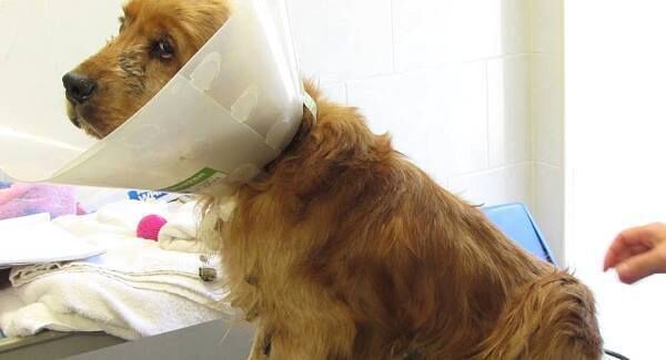 Dead animals found scattered around 'squalid' Carlow puppy farm