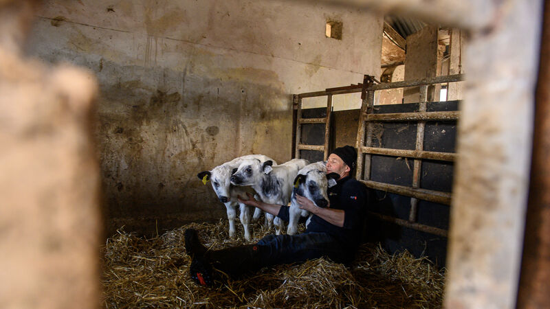 'We were expecting twins': Kerry farmer's delight as cow gives birth to ...