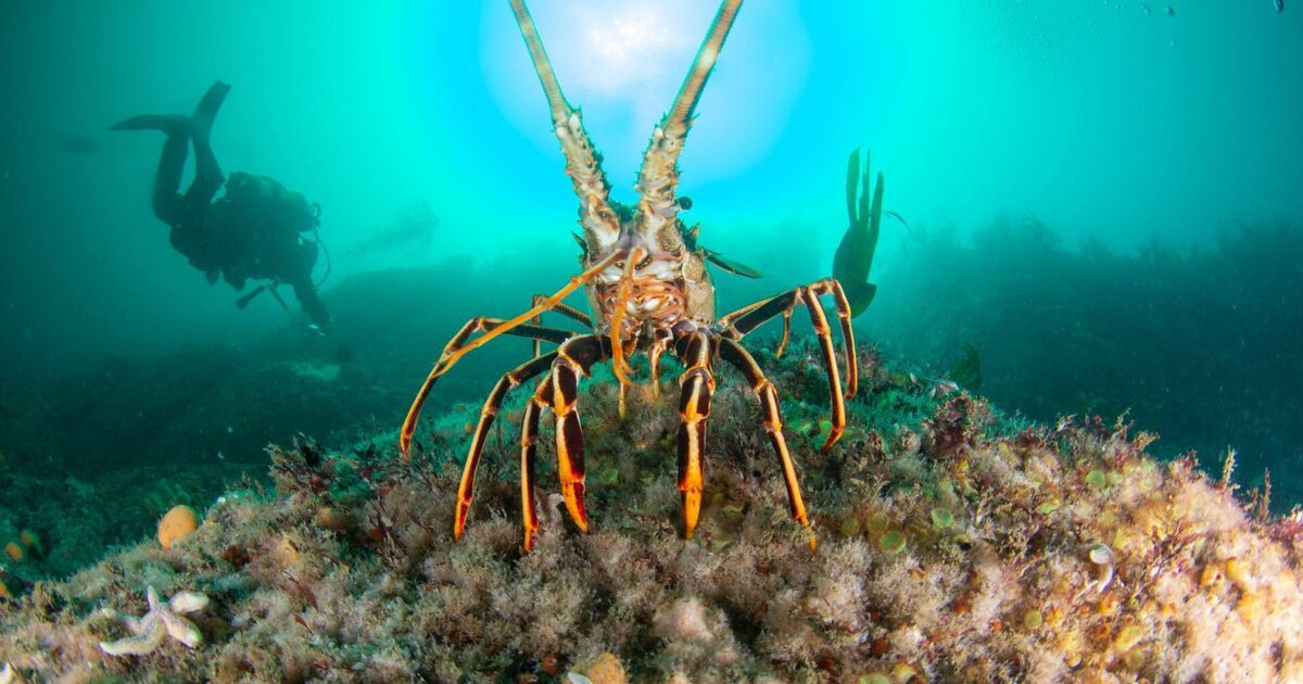 Rising sea temperatures may drive wildlife from Irish waters, report warns