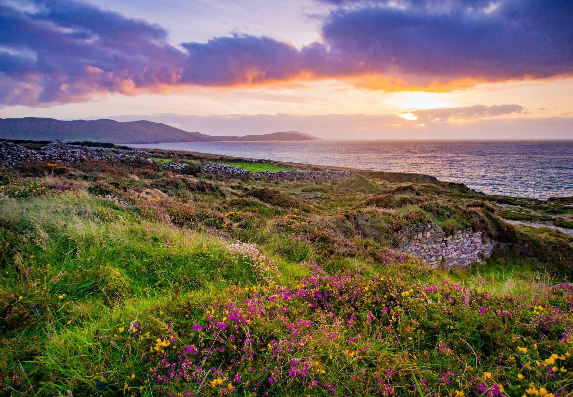 Peter Dowdall: Grow native plants to create a biodiverse garden