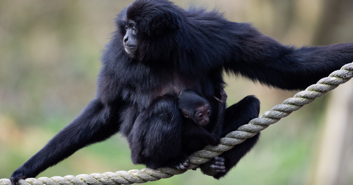 Watch: Fota Wildlife announces new arrival with adorable video of baby ...