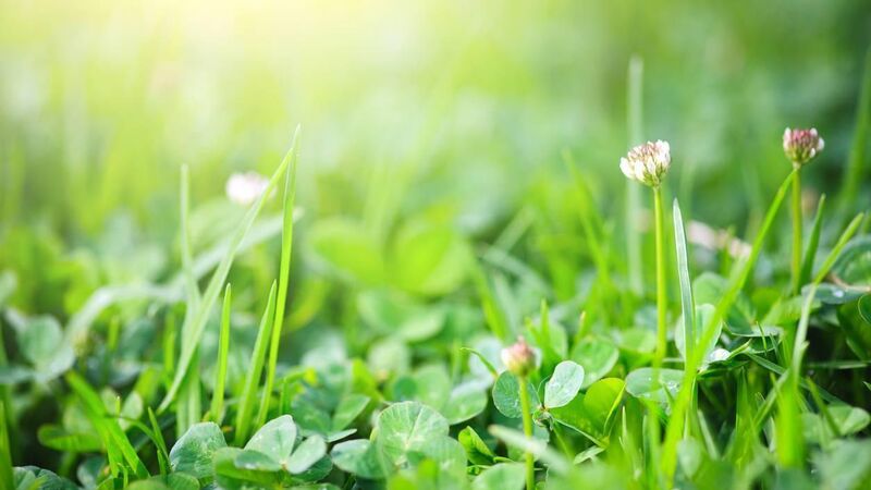 Series of farm walks to focus on grazing and clover management during ...