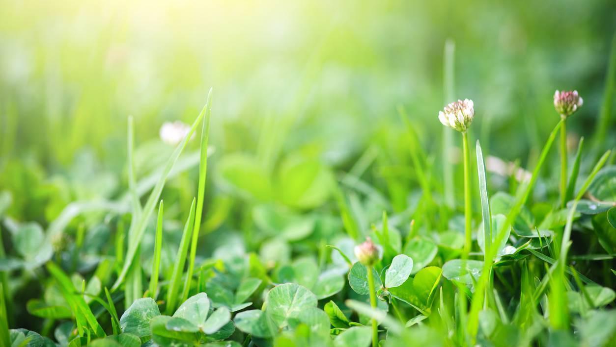 Series of farm walks to focus on grazing and clover management during ...