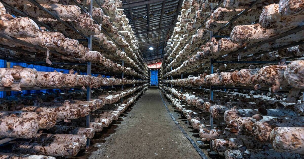 Stephen Cadogan: Is the world ready for new foods and protein from fungus?