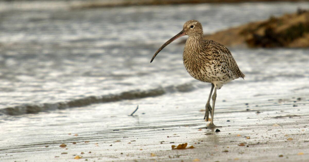 Radio Highlights: The Lyric Feature calls the curlew home