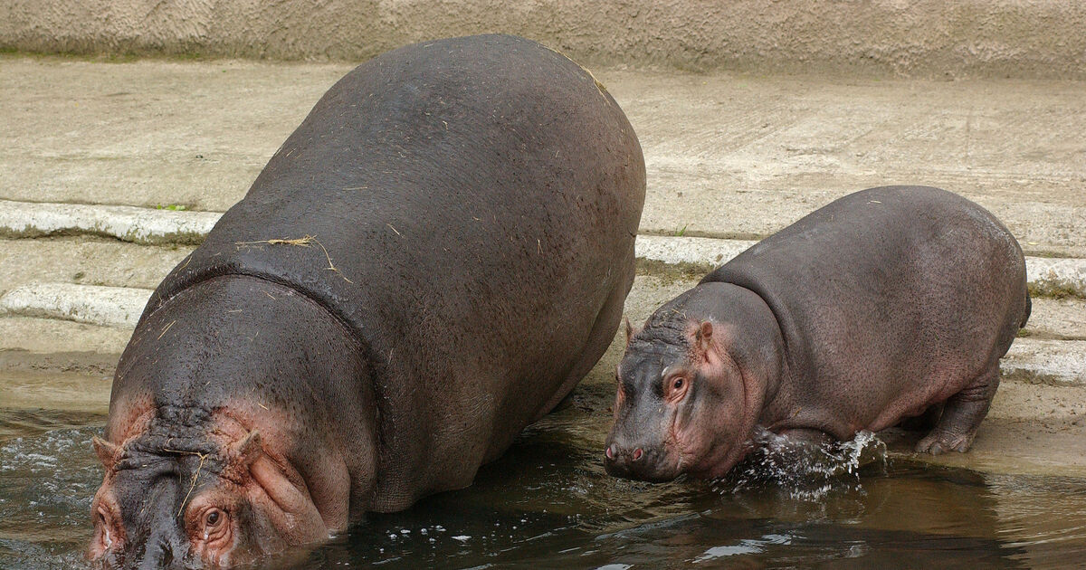 Irish Examiner view: Hippo-critical TV