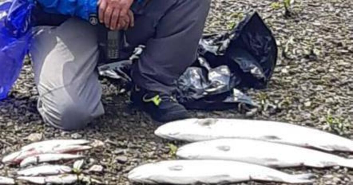 River pollution and fish kill cases fail over internal conflicts at ...