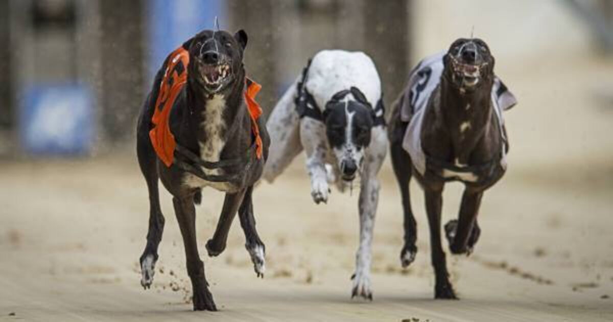PAC focuses on purchase of lands for Limerick Greyhound Stadium