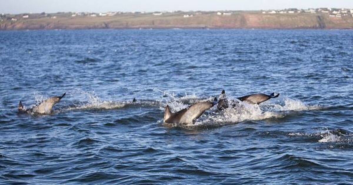 Five swimmers rescued in Galway from aggressive dolphin