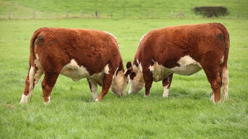 Cow weight changes in ICBF beef indices