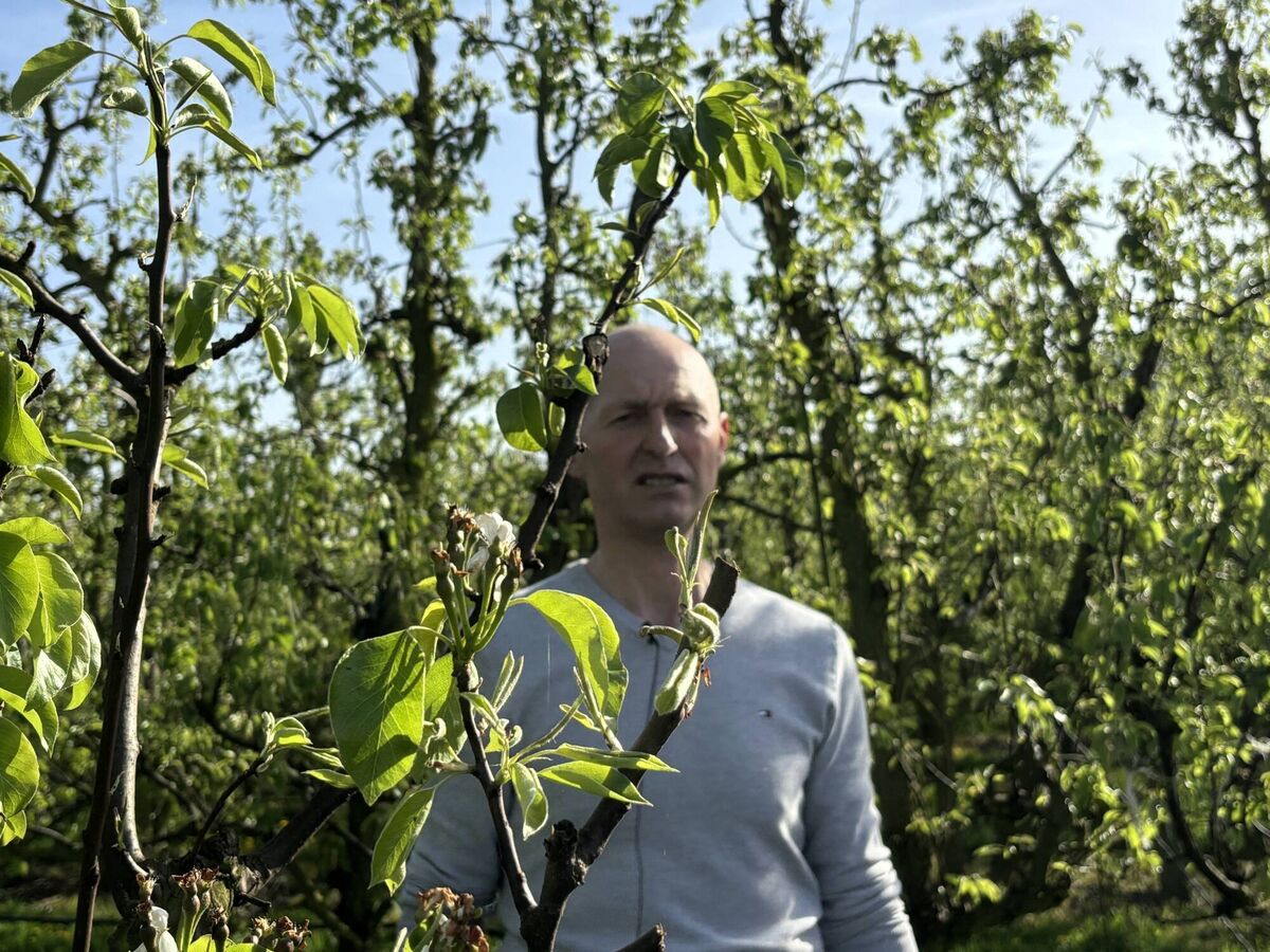 The fruit growers in pursuit of the perfect pear