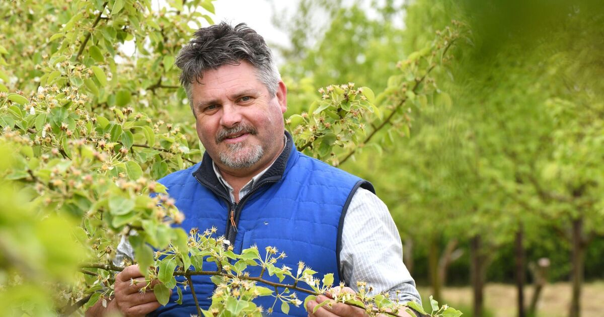 The fruit growers in pursuit of the perfect pear