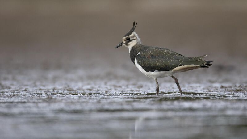 Radio Highlights: The Lyric Feature showcases the lapwing in the wild