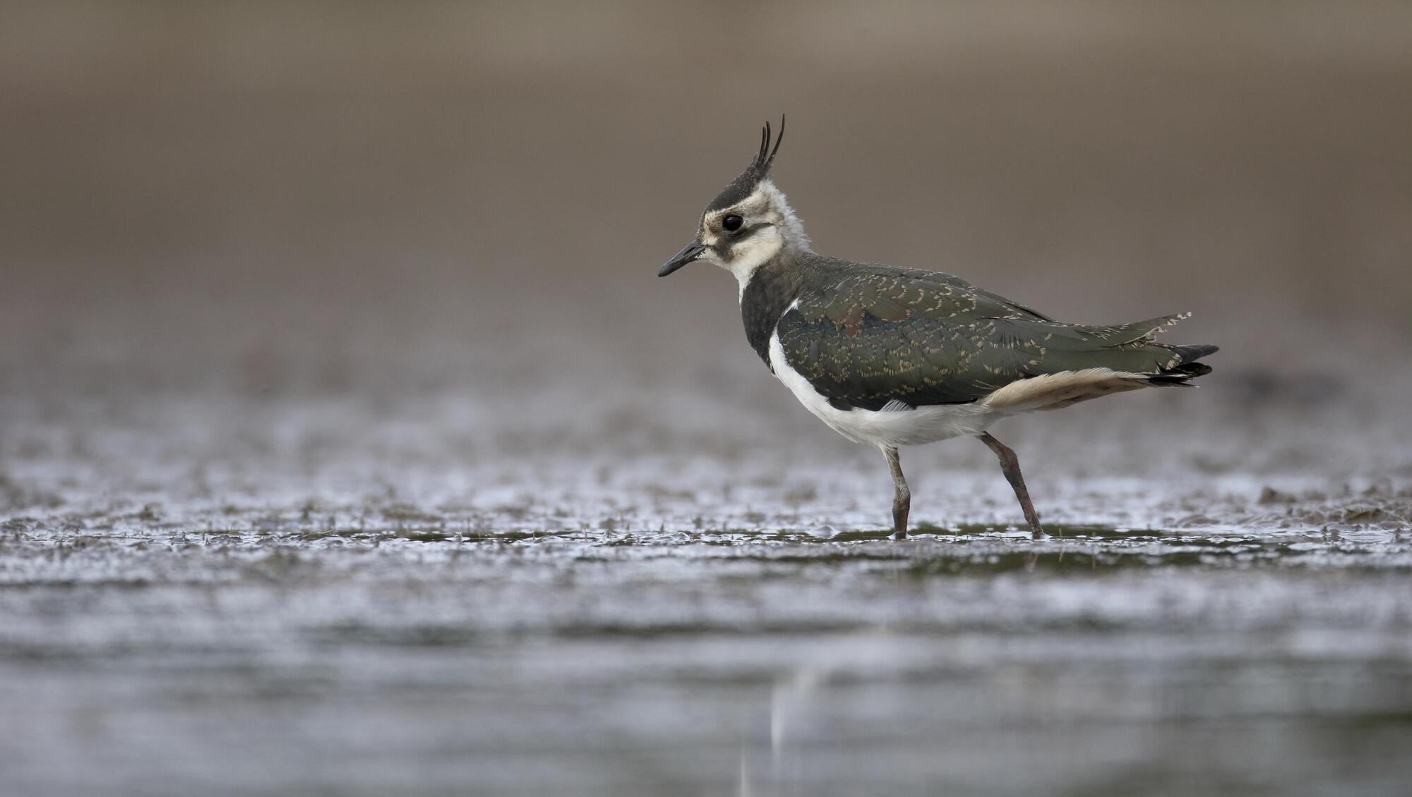 Radio Highlights: The Lyric Feature showcases the lapwing in the wild