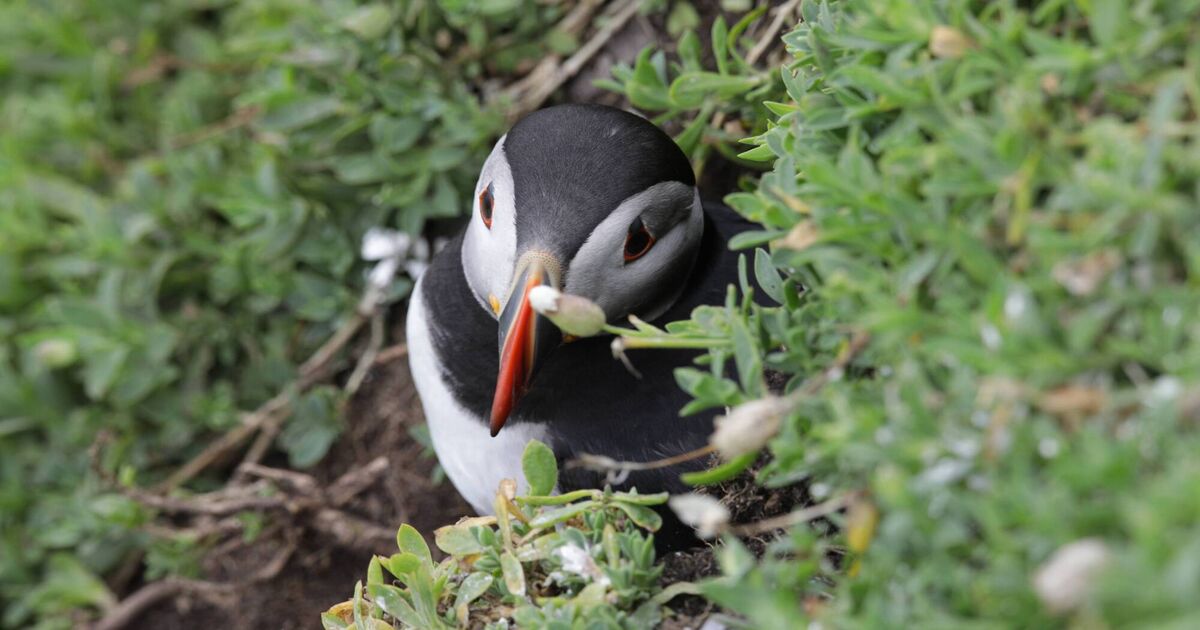 From the dawn chorus to a bat walk at dusk — National Biodiversity Week ...