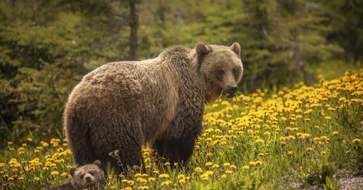 Esther McCarthy: Does a bear hit on women in the woods?