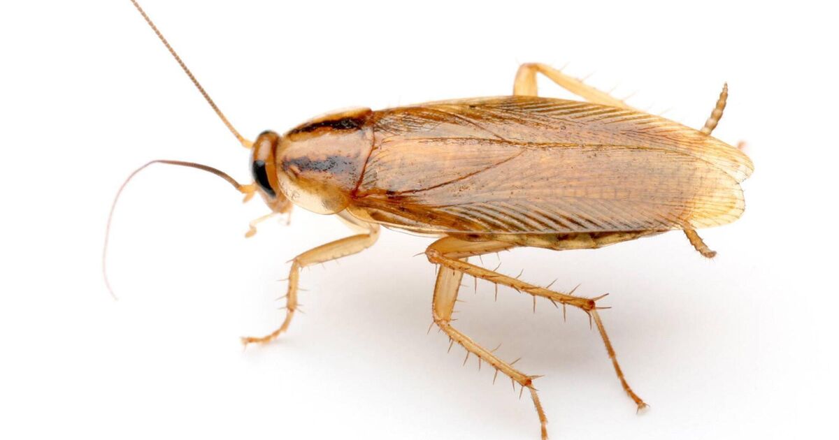 Richard Collins: 250-year-old cockroach mystery solved
