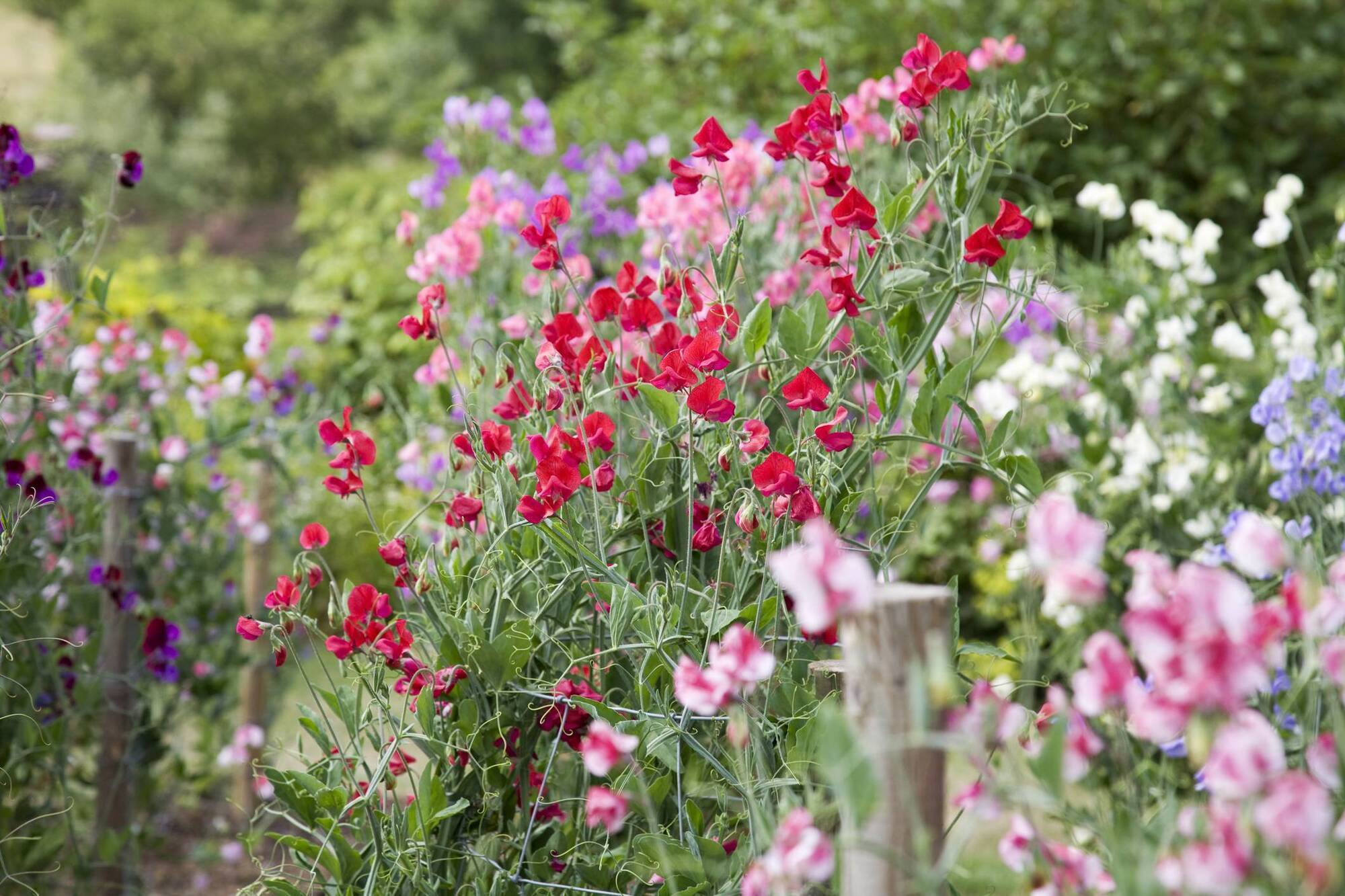 Peter Dowdall: Why I grow sweet pea in my garden every year