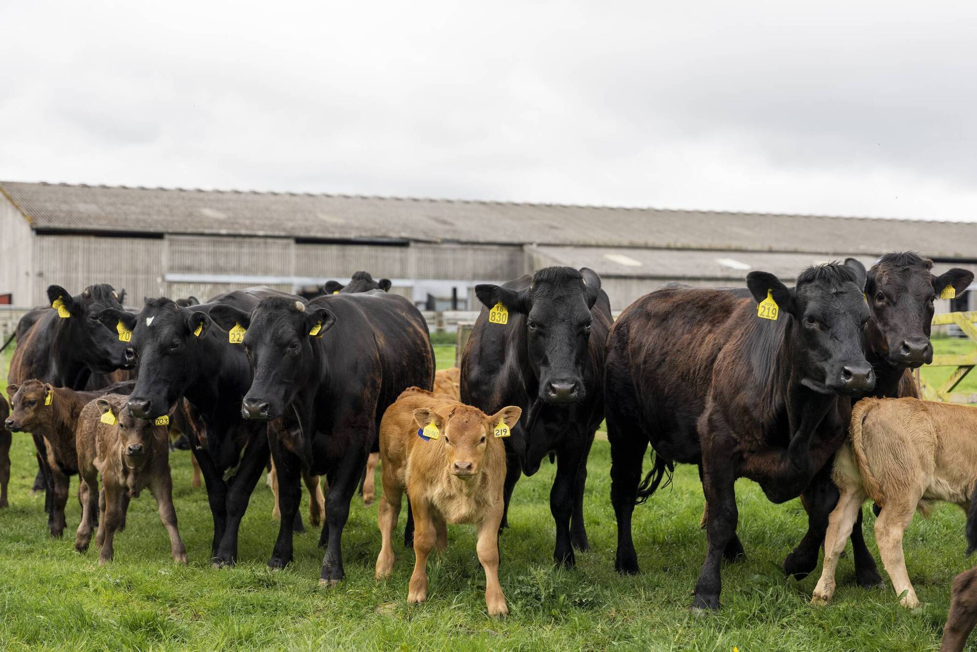 Brian Reidy: Getting your beef herd's summer management strategy right