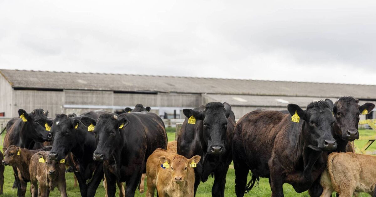 Brian Reidy: Getting your beef herd's summer management strategy right