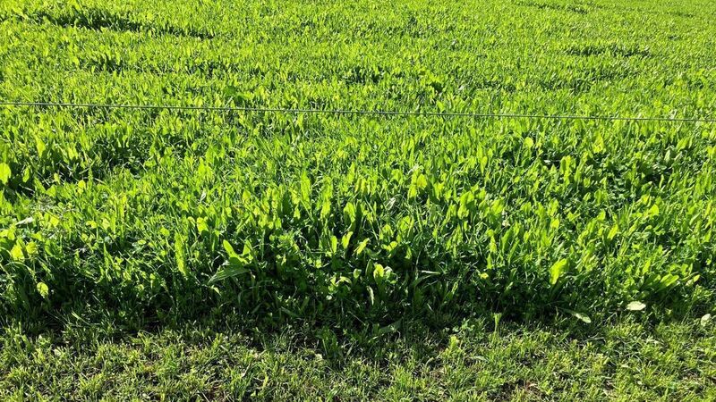 How Sean's using clover to correct his grass wedge this summer