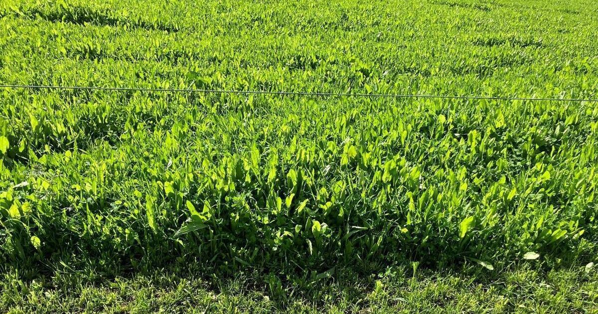 How Sean's using clover to correct his grass wedge this summer