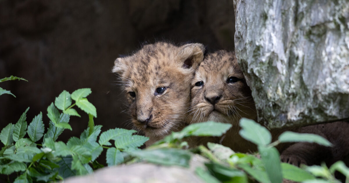 Watch: Three new Lion cubs born at Fota Wildlife Park