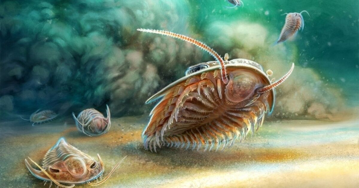 ‘Remarkably preserved’ 500-million-year-old sea creature discovered