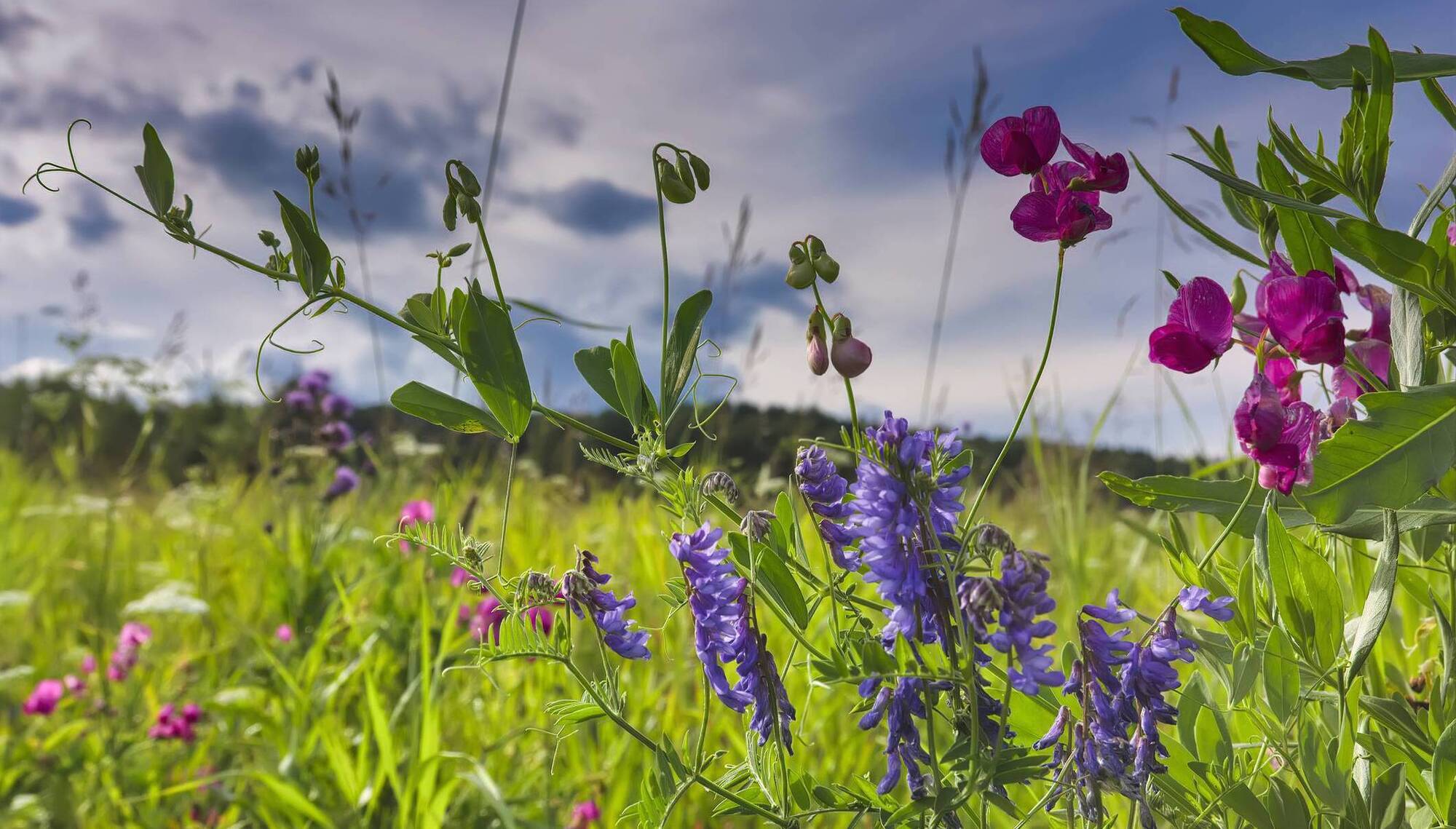 Anja Murray: Bow down to the impressive superpowers of plants