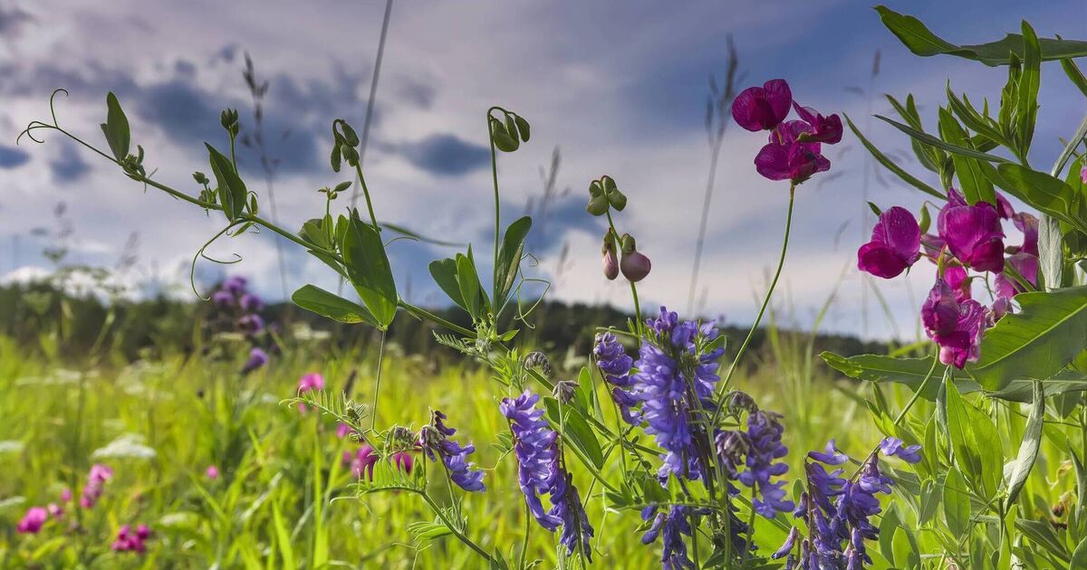 Anja Murray: Bow down to the impressive superpowers of plants