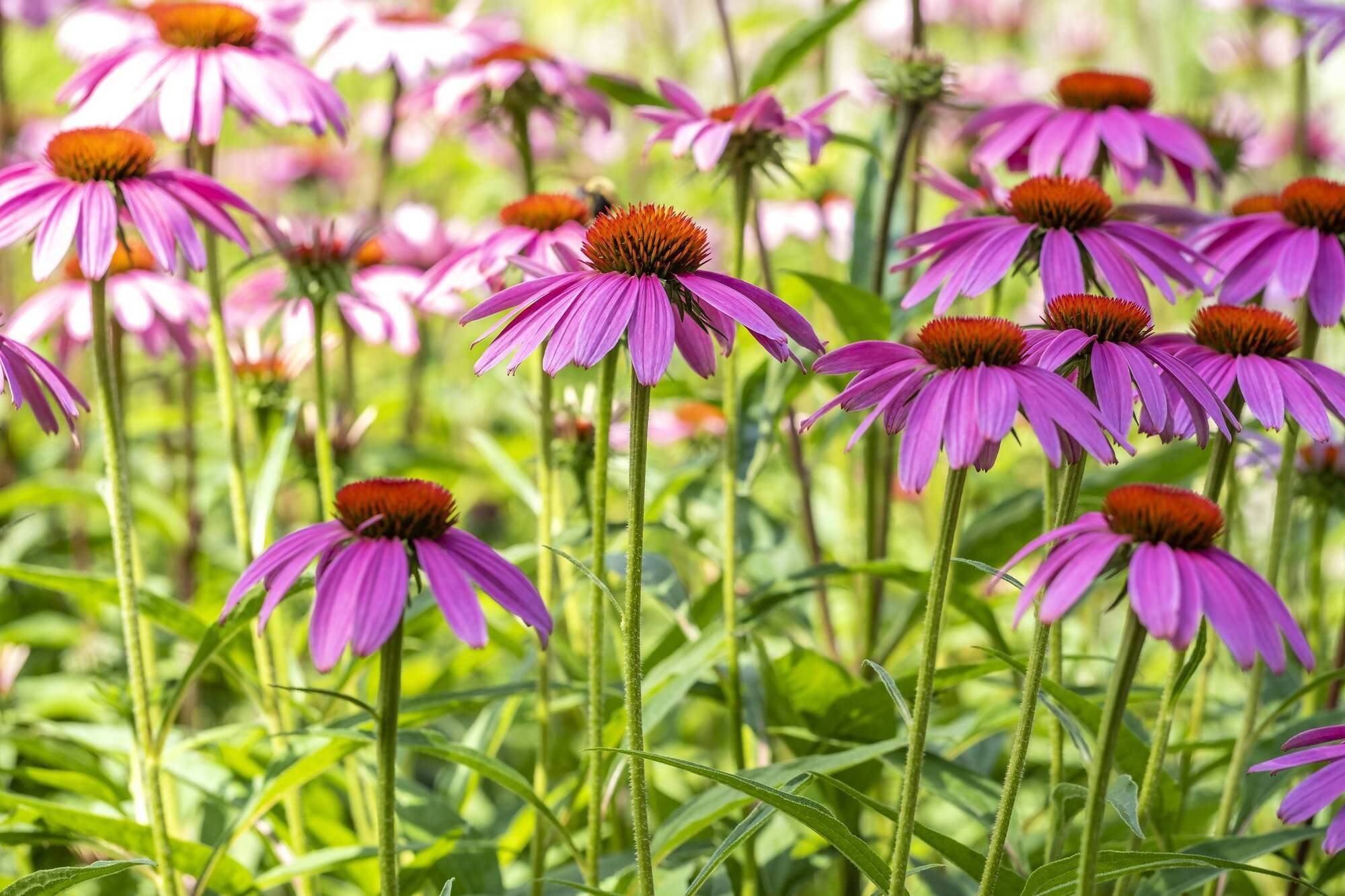 Peter Dowdall: These flowers are the pick of the summer bunch