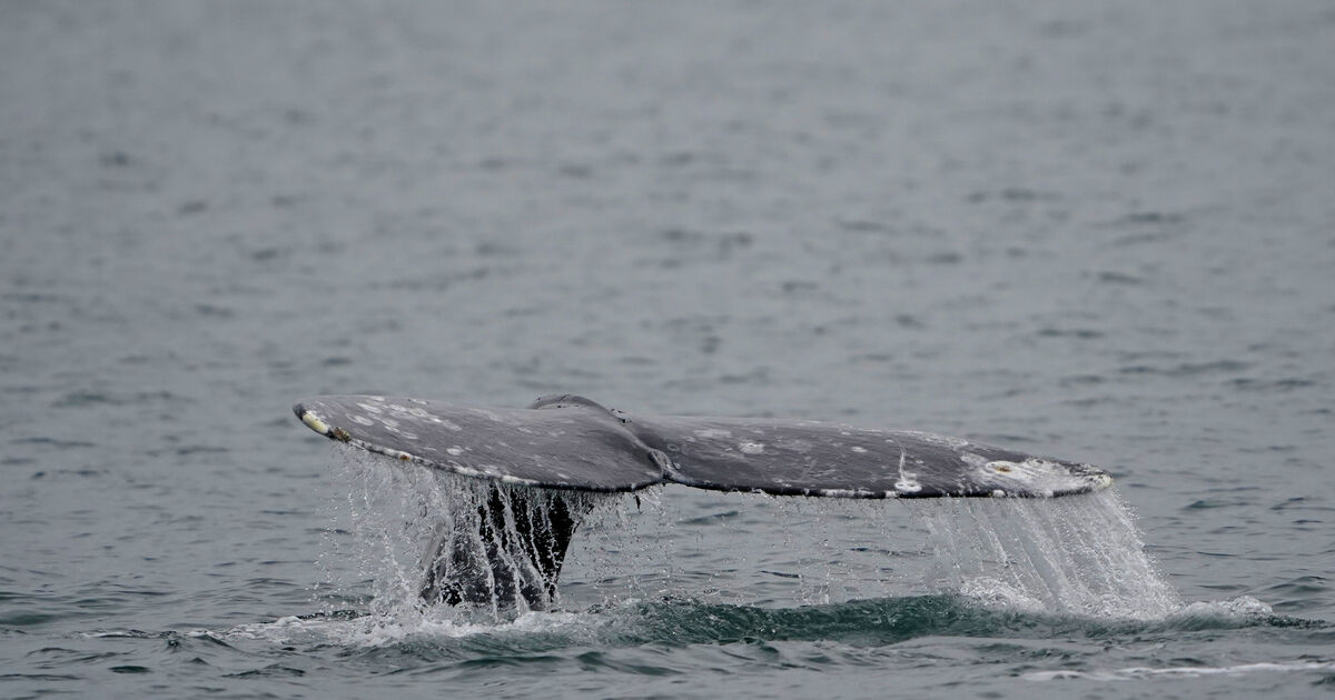 Here's where you might spot a whale following sightings in Kerry and ...
