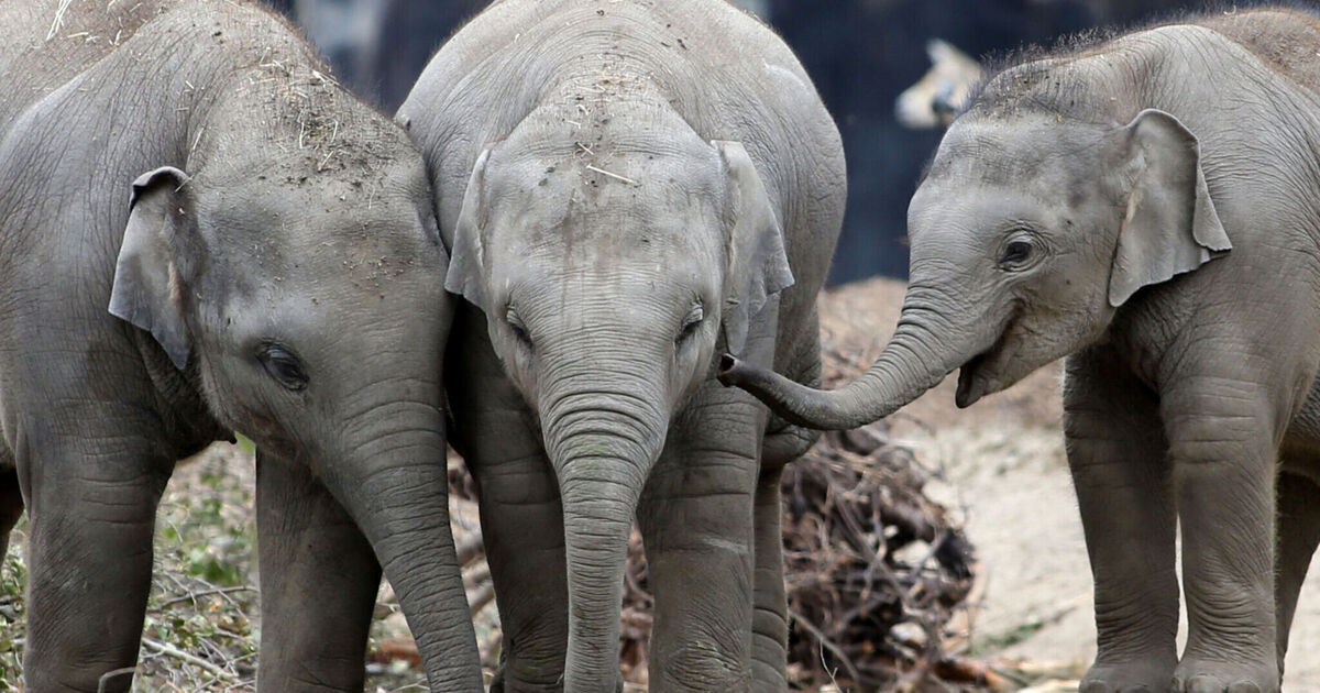 Fourth elephant tests positive for potentially deadly virus, Dublin Zoo ...