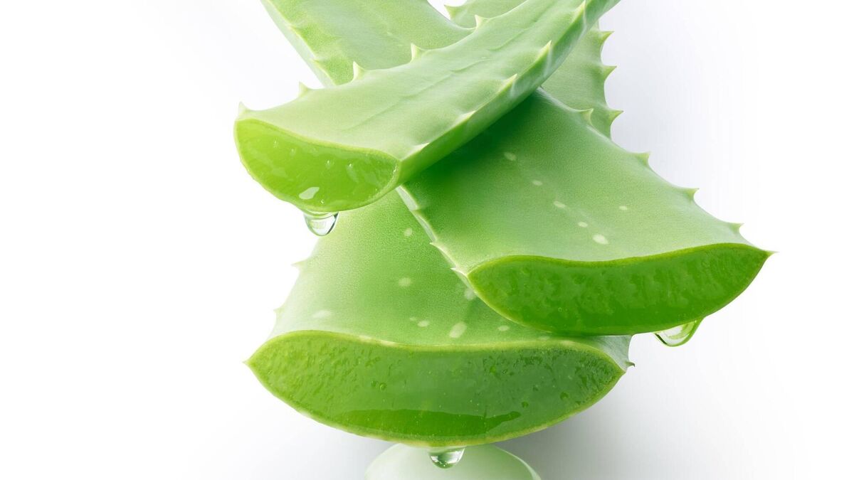 Aloe vera and its qualities: Cleopatra’s beauty balm under the microscope