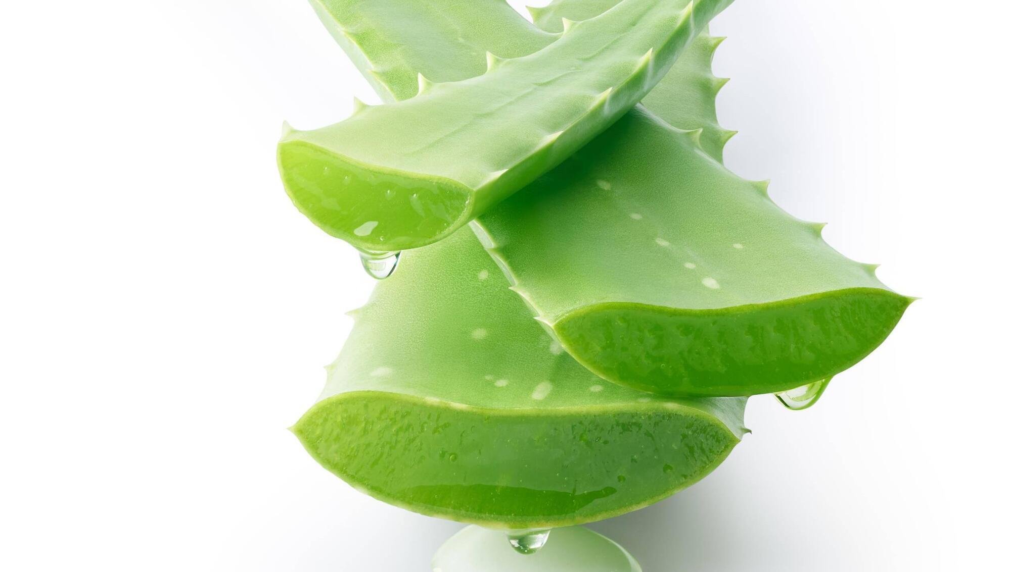 Aloe vera and its qualities: Cleopatra’s beauty balm under the microscope