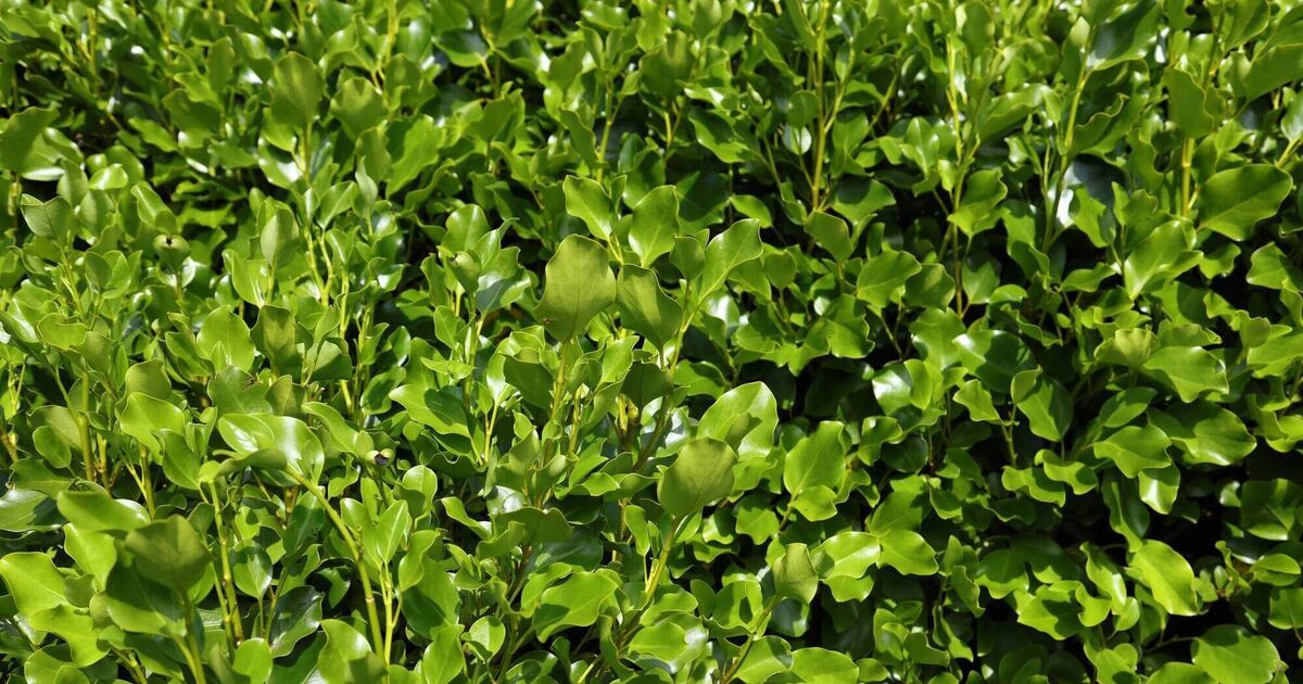 Garden Q&A: What's the best plant food for my hedge?