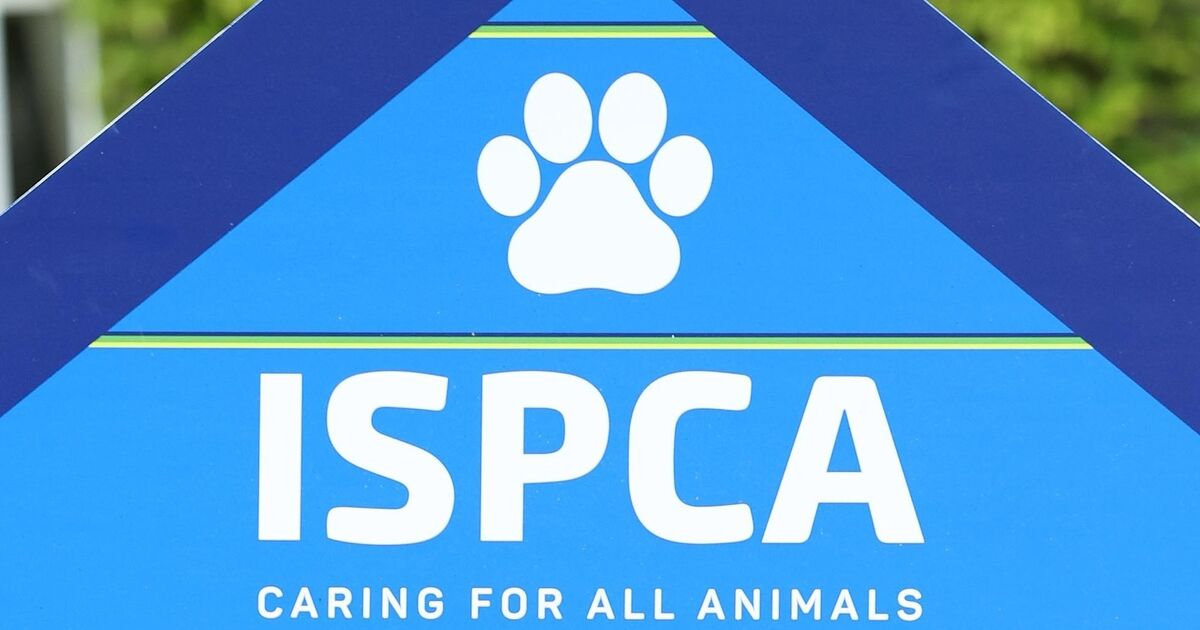 Cork woman who kept dogs in 'appalling conditions' banned from owning ...