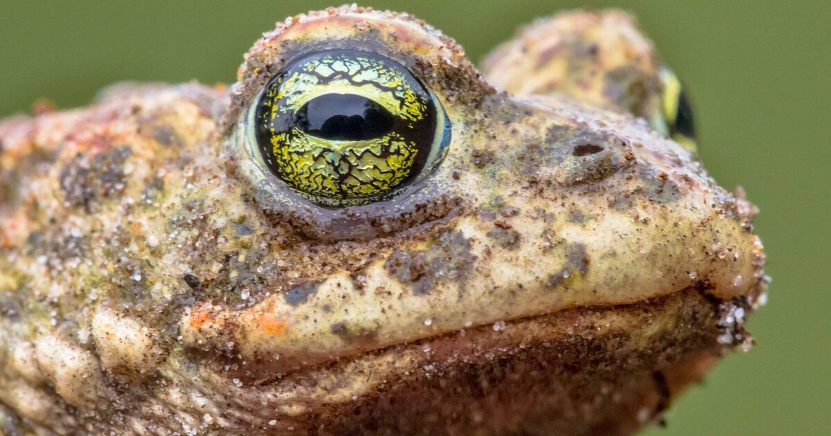 Hundreds of natterjack toads to be released into Kerry dunes